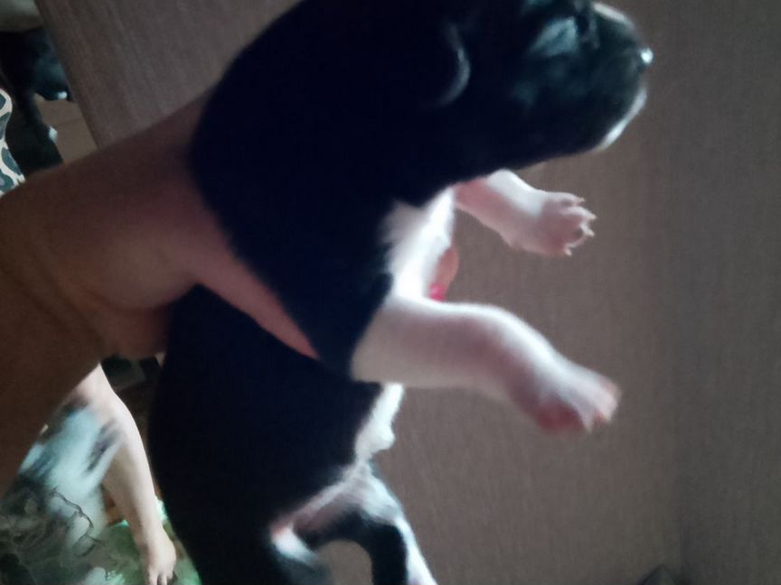 Собака в добрые руки отдам бесплатно щенков хаски