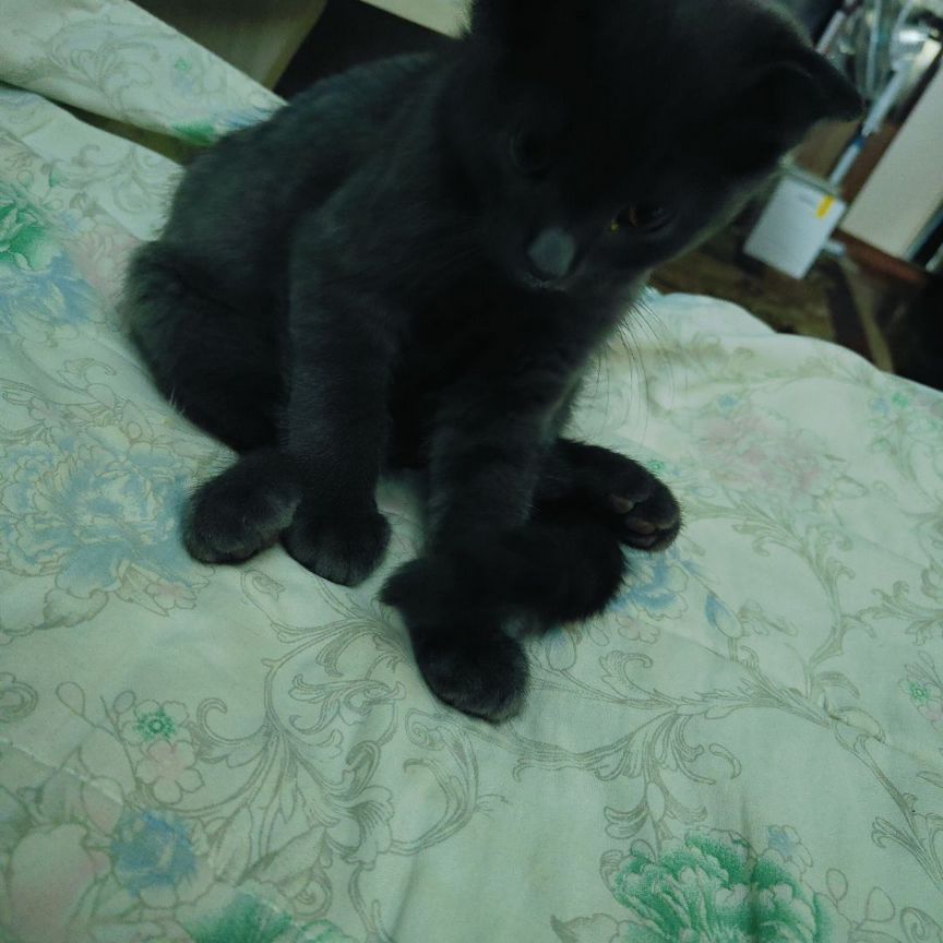 Отдаю котенка бесплатно