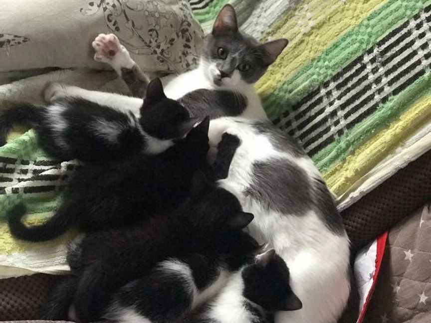 Котята помесь бобтейл