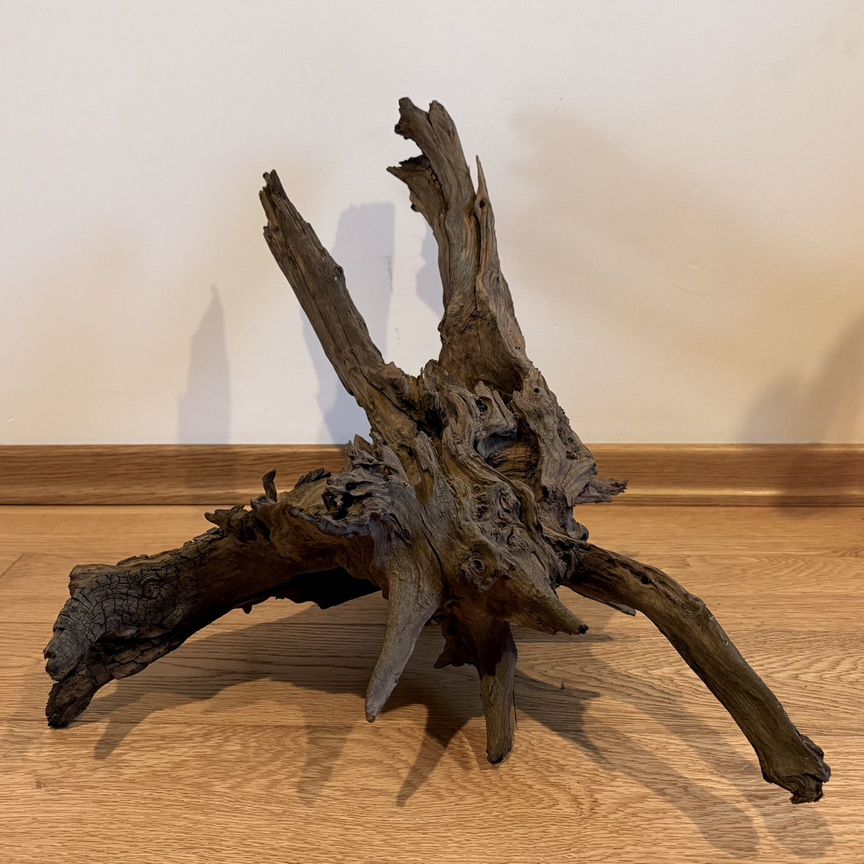 Коряга мангровая