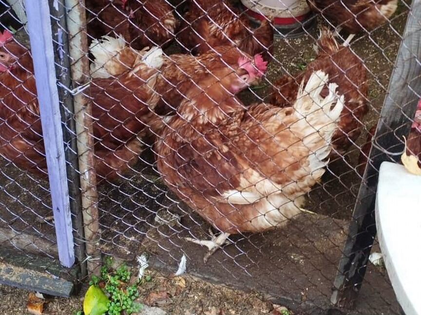 Курицы несушки