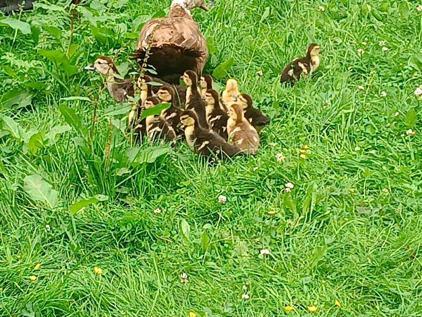 Утята индоутки