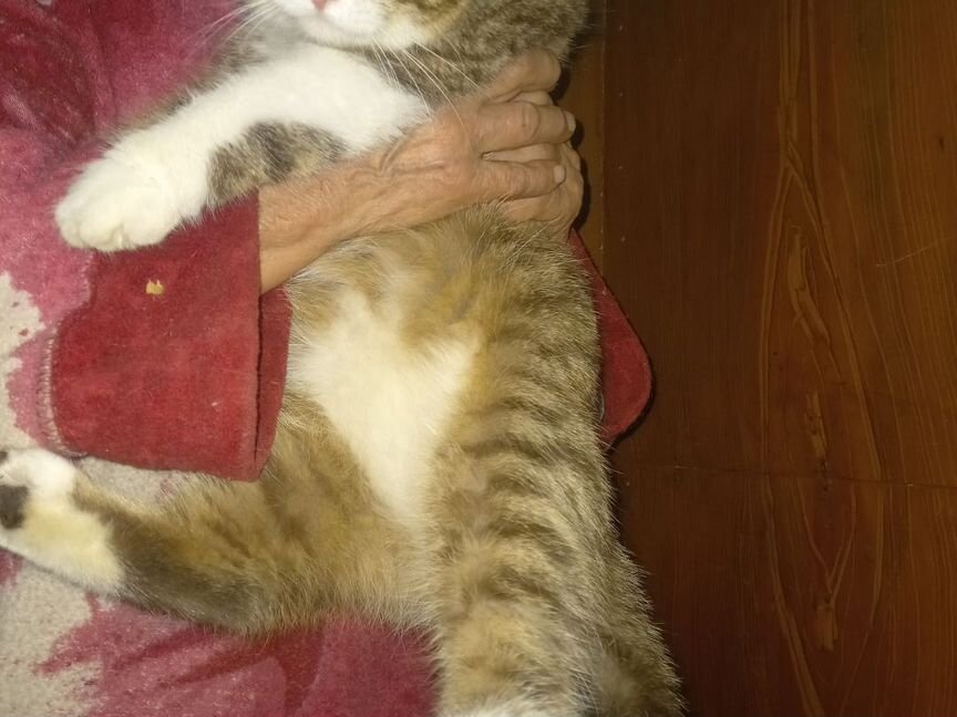 Кошка