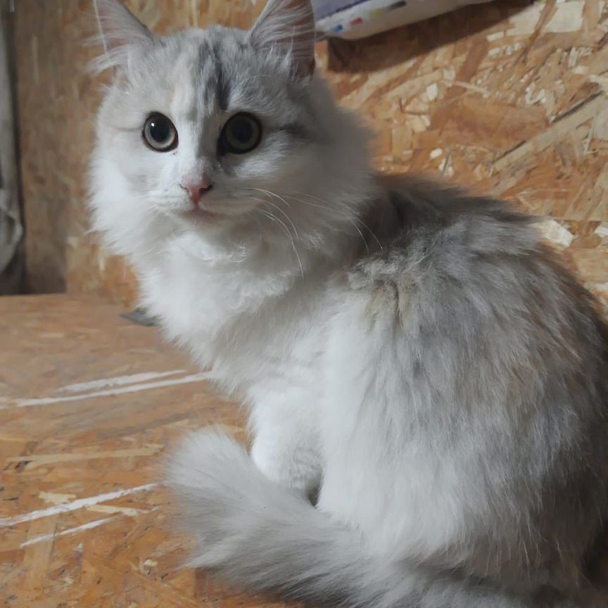 Пушистый котенок девочка