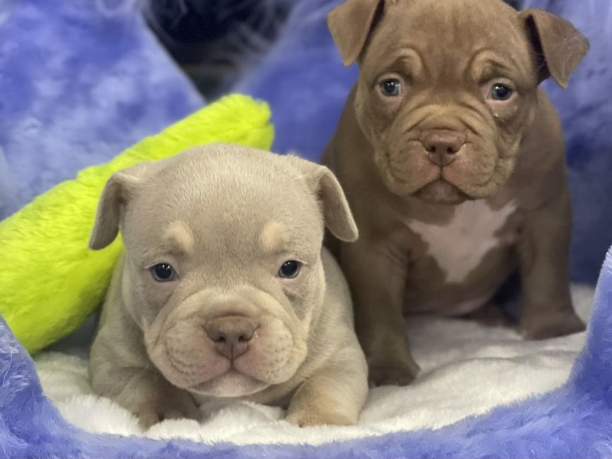 Детки американский булли