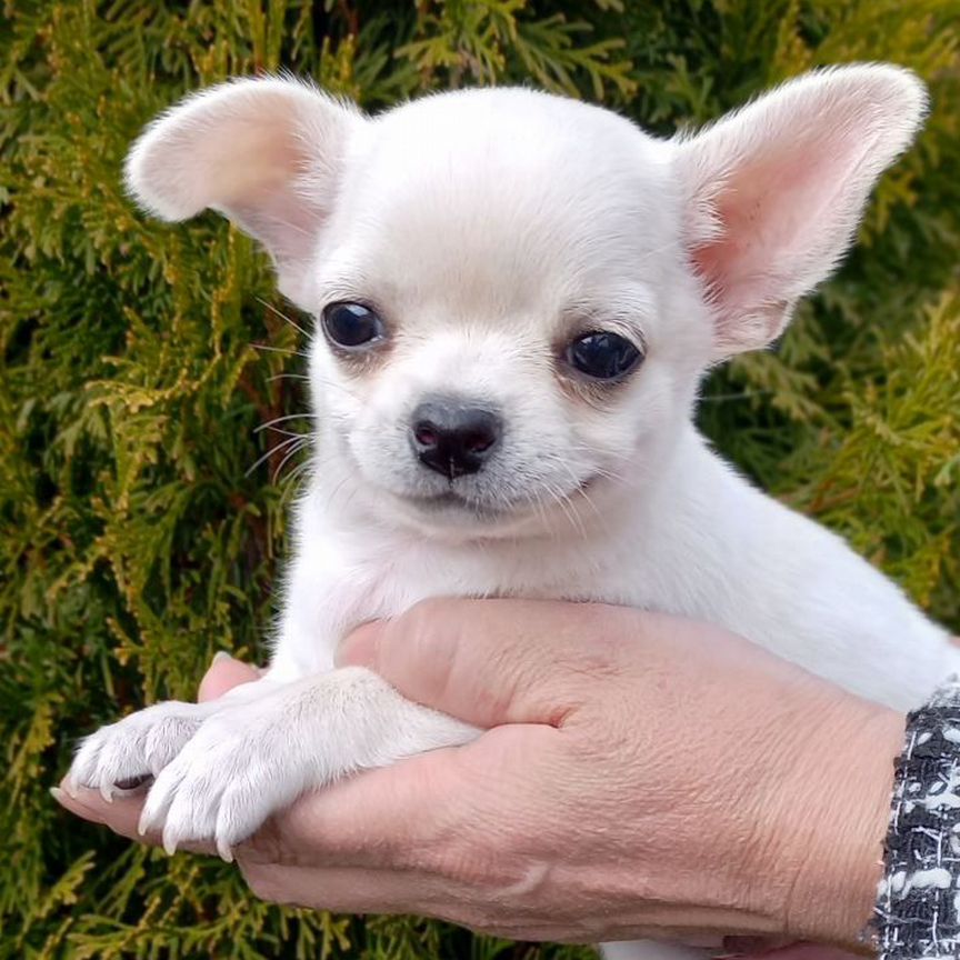 Чихуахуа, щенок