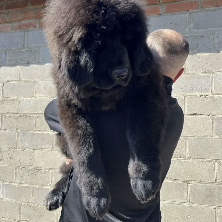 Тибетский мастиф