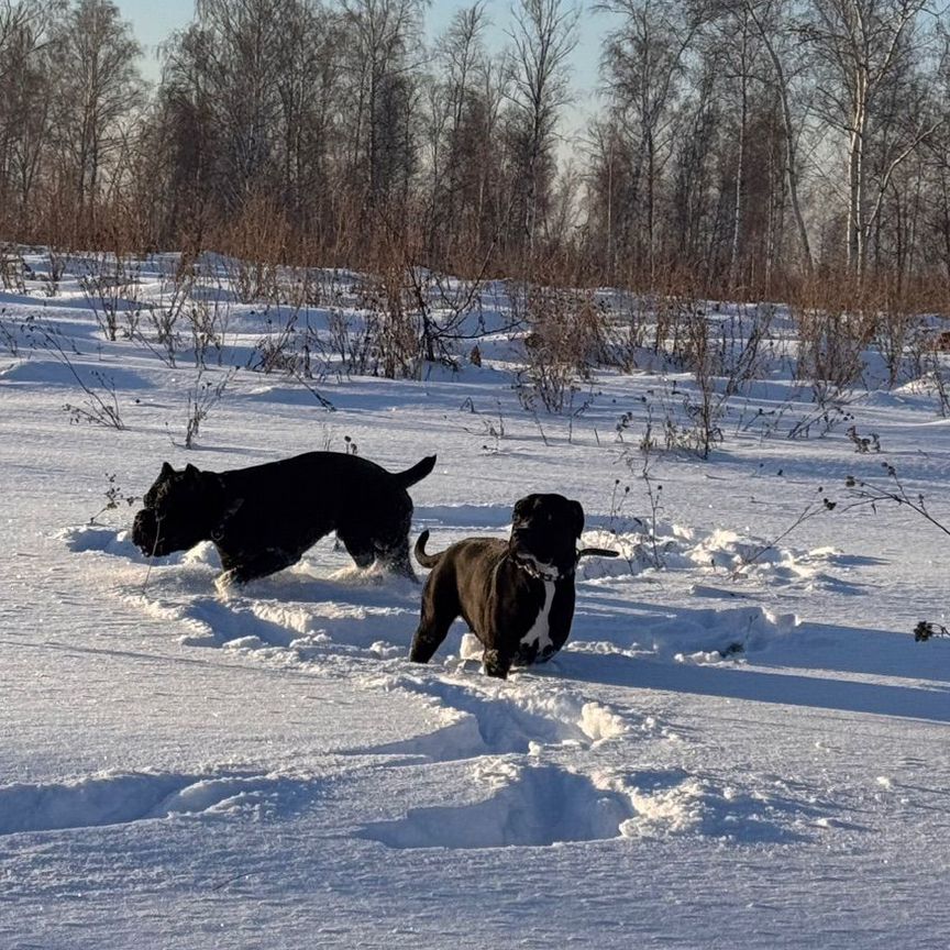 Кане-корсо, щенок