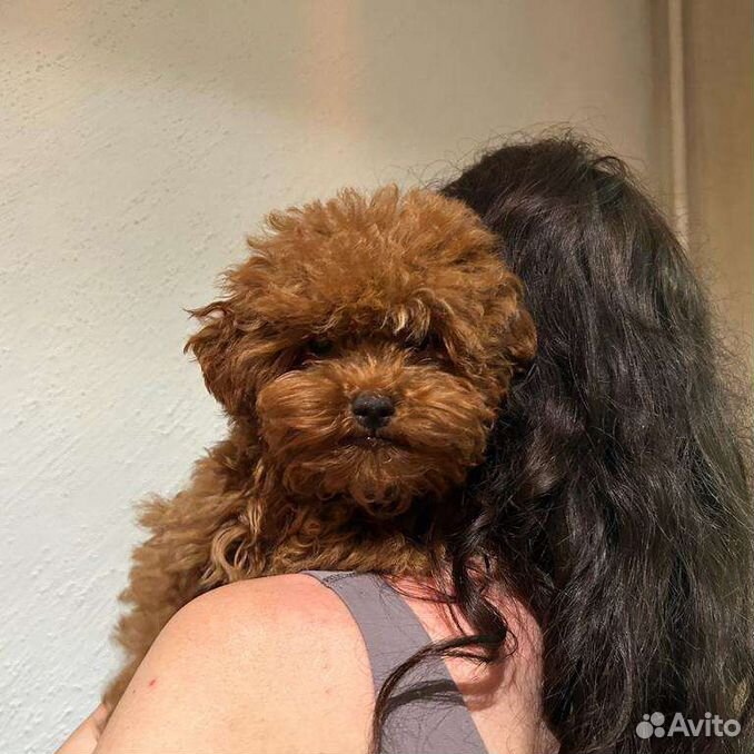 Китайские мальтипу тедди пудель девочка 5мес