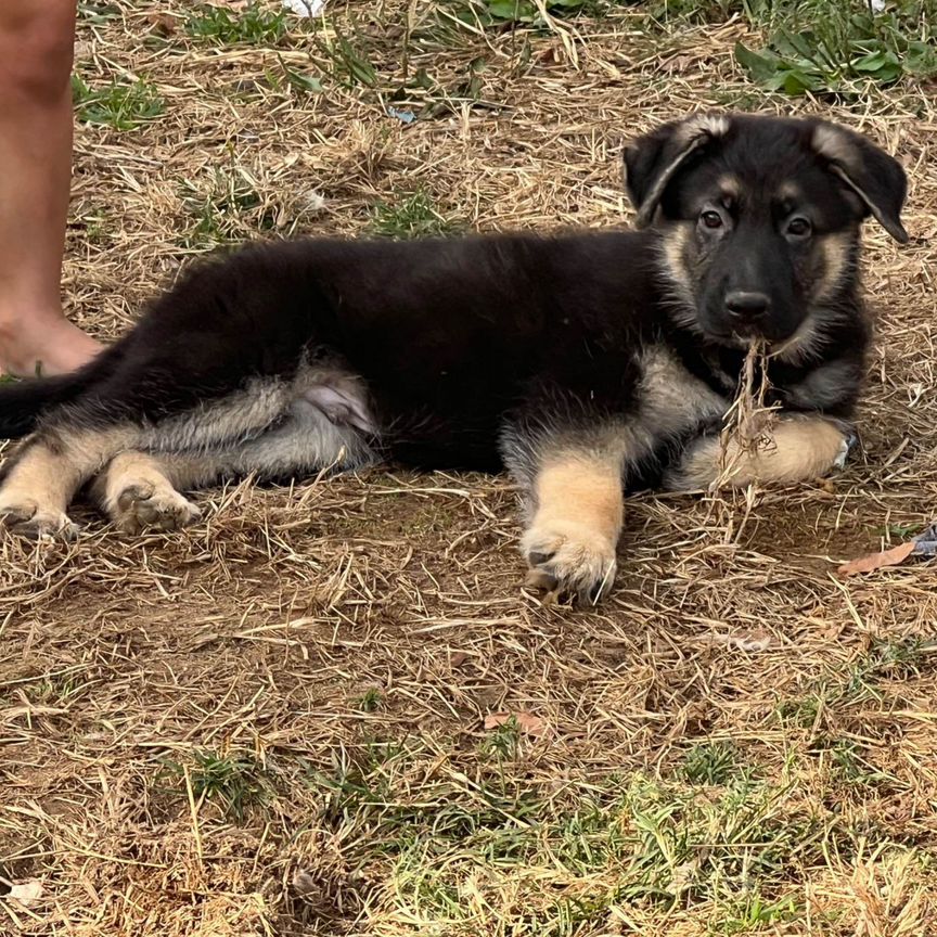 Двухмесячные немцы, щенки