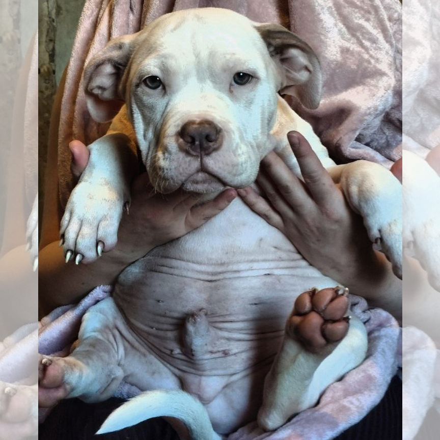 Американский булли стандарт