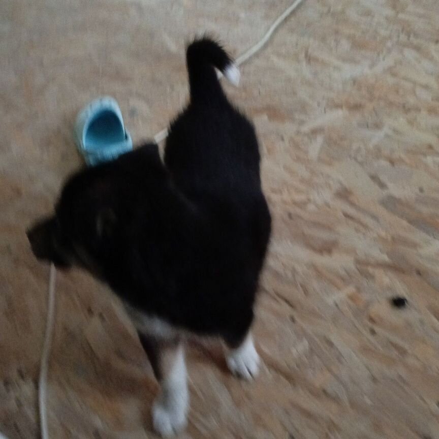 Щенок собаки