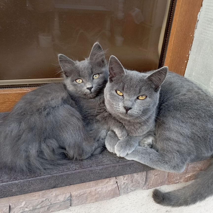 Кошки в добрые руки