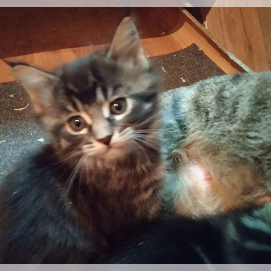 Котёнок в добрые руки