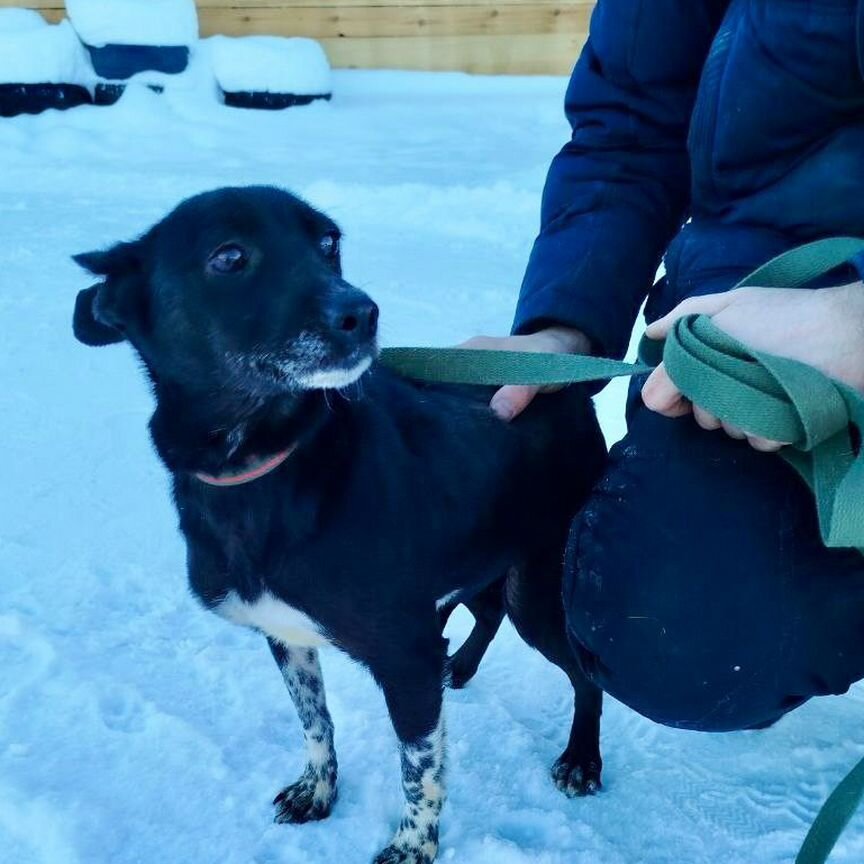 Взрослая собака в добрые руки