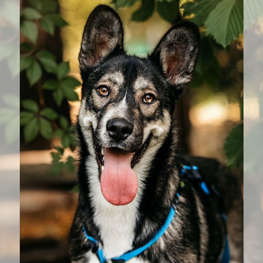 Взрослый пёс в добрые руки