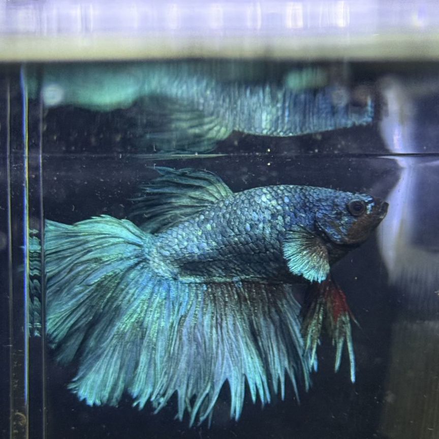 Рыбка петушок