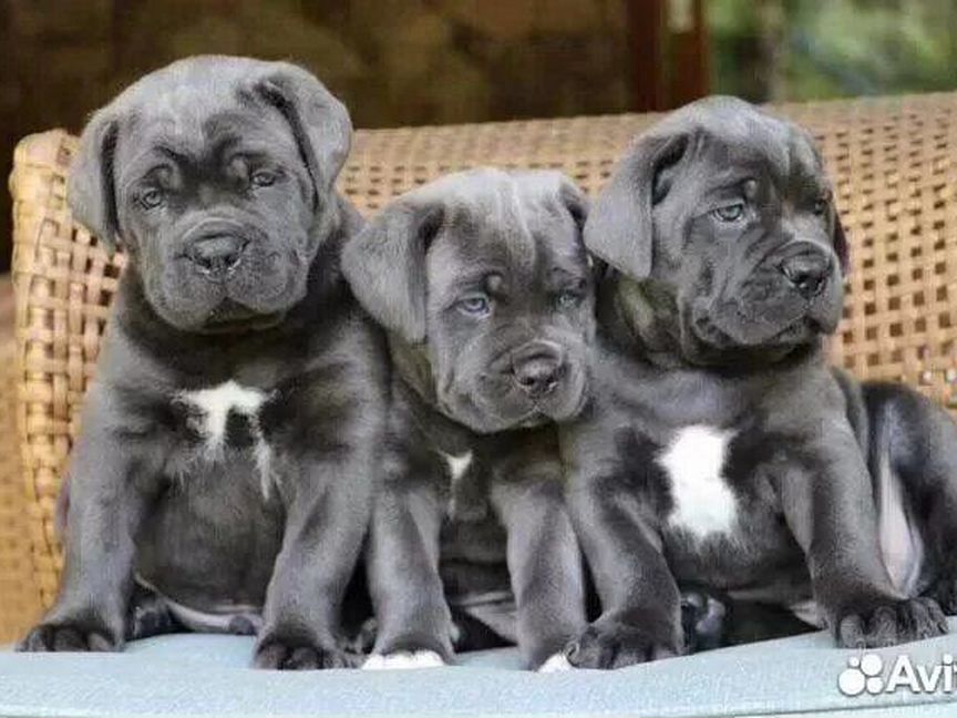 Кане Корсо- Эксклюзивные Корсы