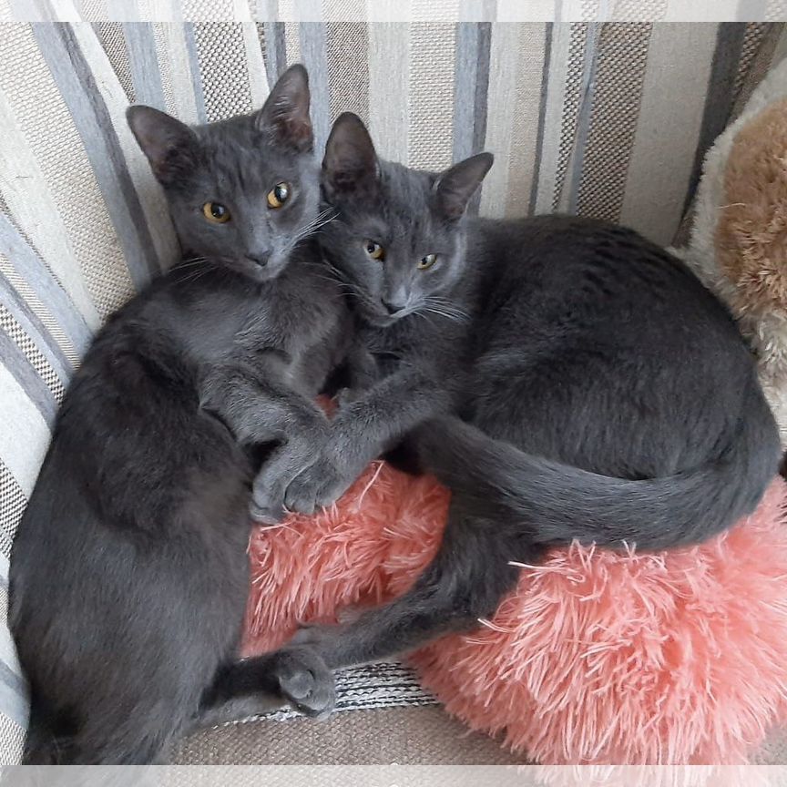 Русская голубая, взрослая кошка