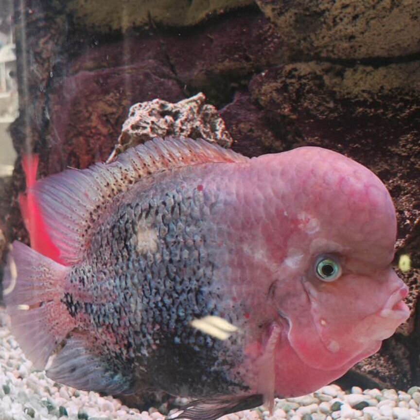 Рыбка фловер хорн