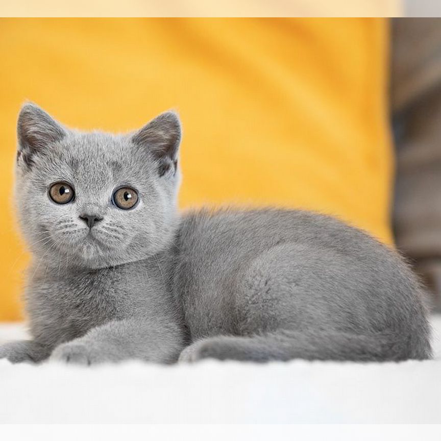 Британский голубой котенок