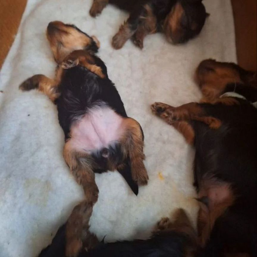 Йоркширский терьер щенки девочки