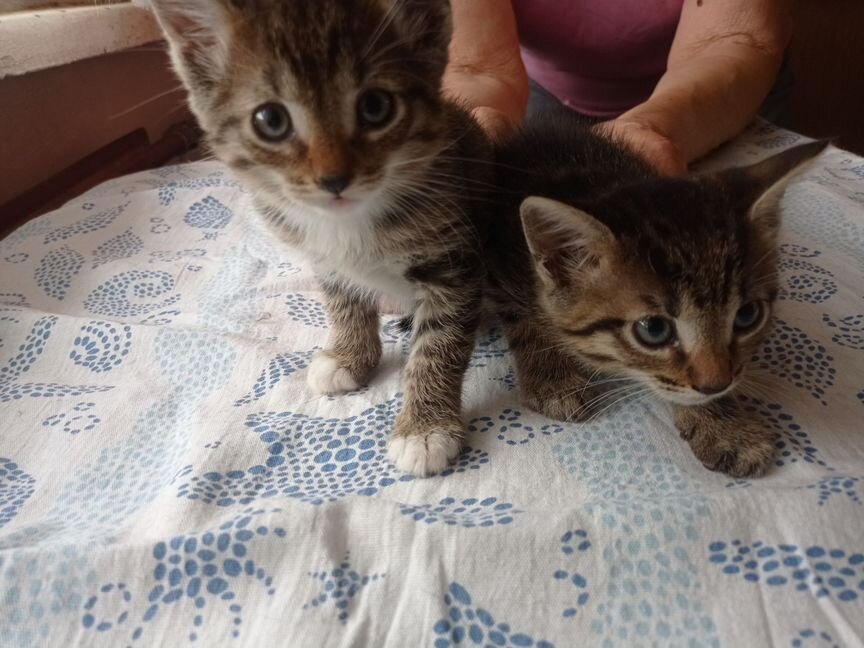 Котята 1.5 месяца, девочки