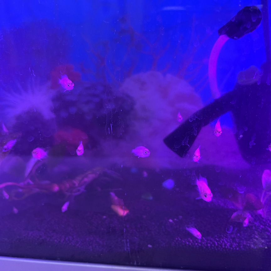 Мальки цихлид(бело-оранжевые)