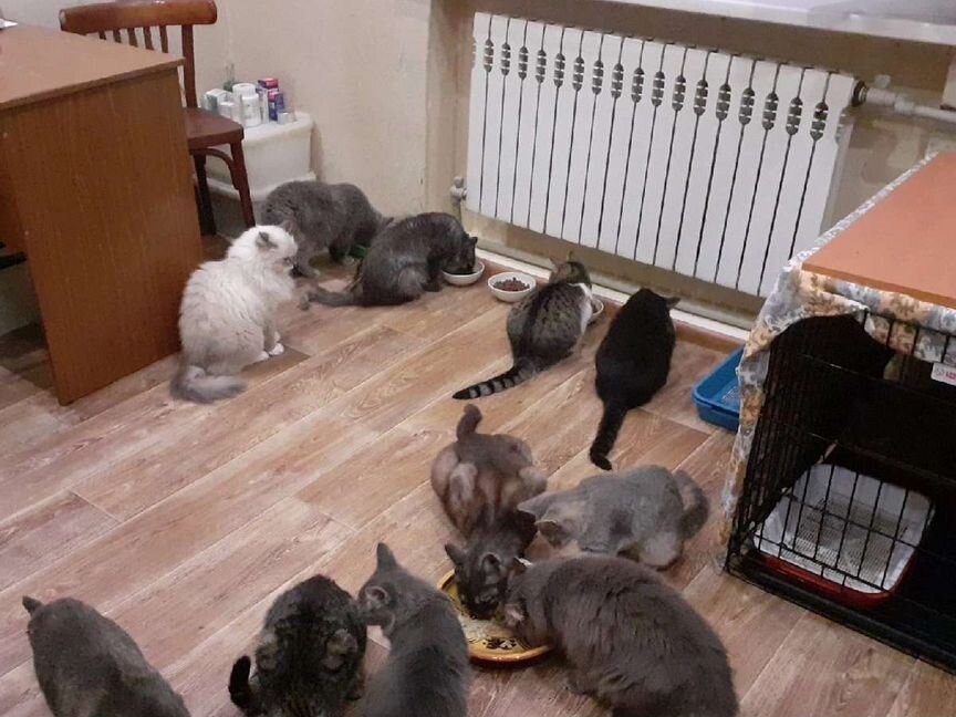 Кошки,много кошек