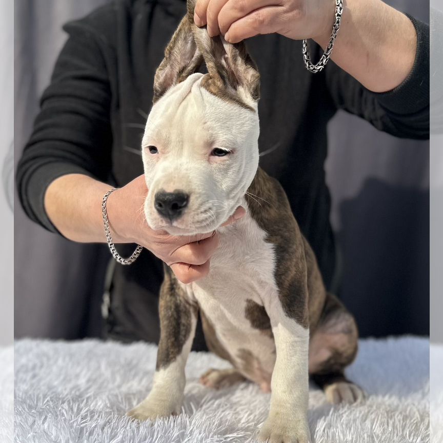 Американский стаффордширский терьер, щенок