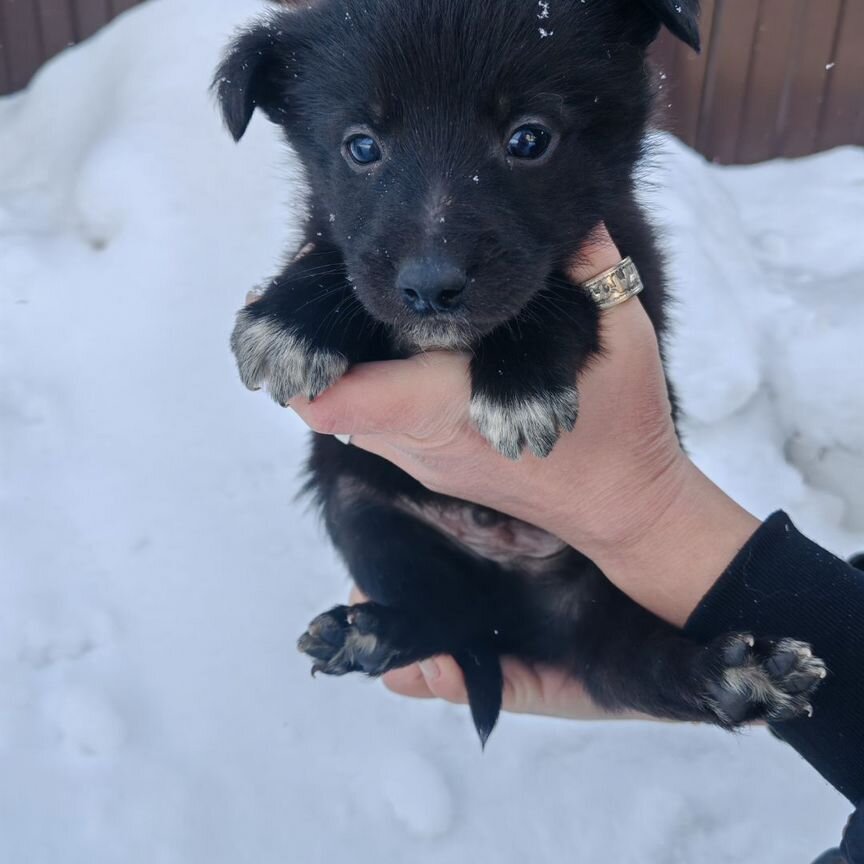 Щенок в добрые руки