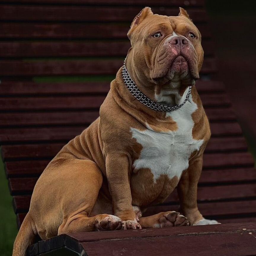 Американский булли стандарт вязка