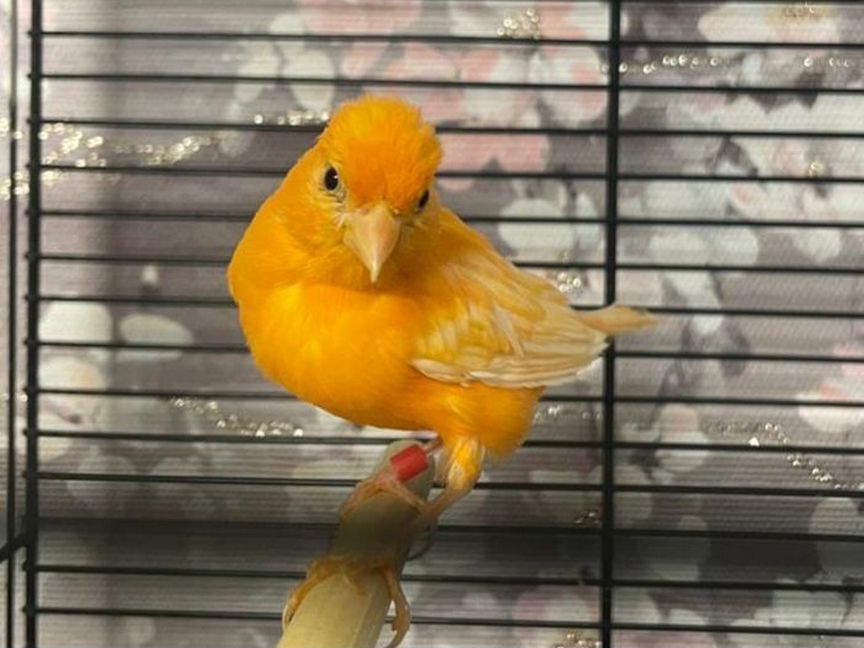 Кенара и канарейки, самка