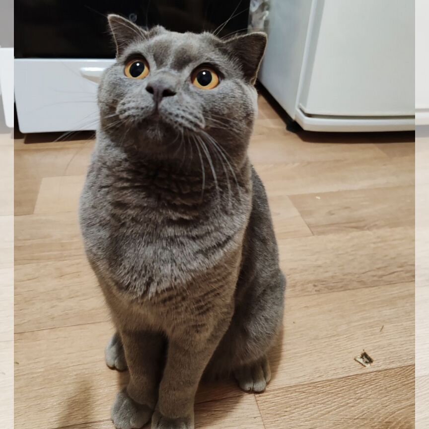 Британский кот на вязку