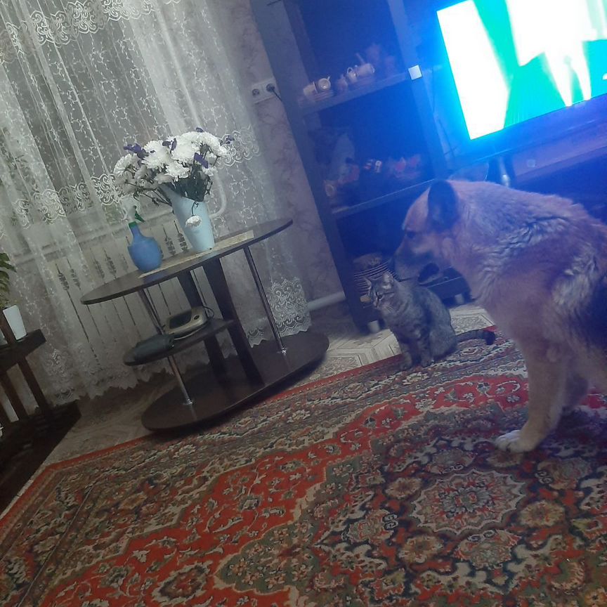 Отдам овчарку бесплатно в хорошие руки