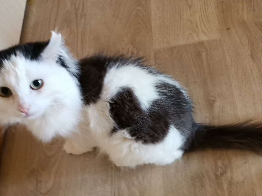 Котик, примерно 4 года