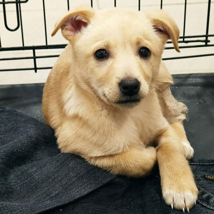 Щенок в добрые руки