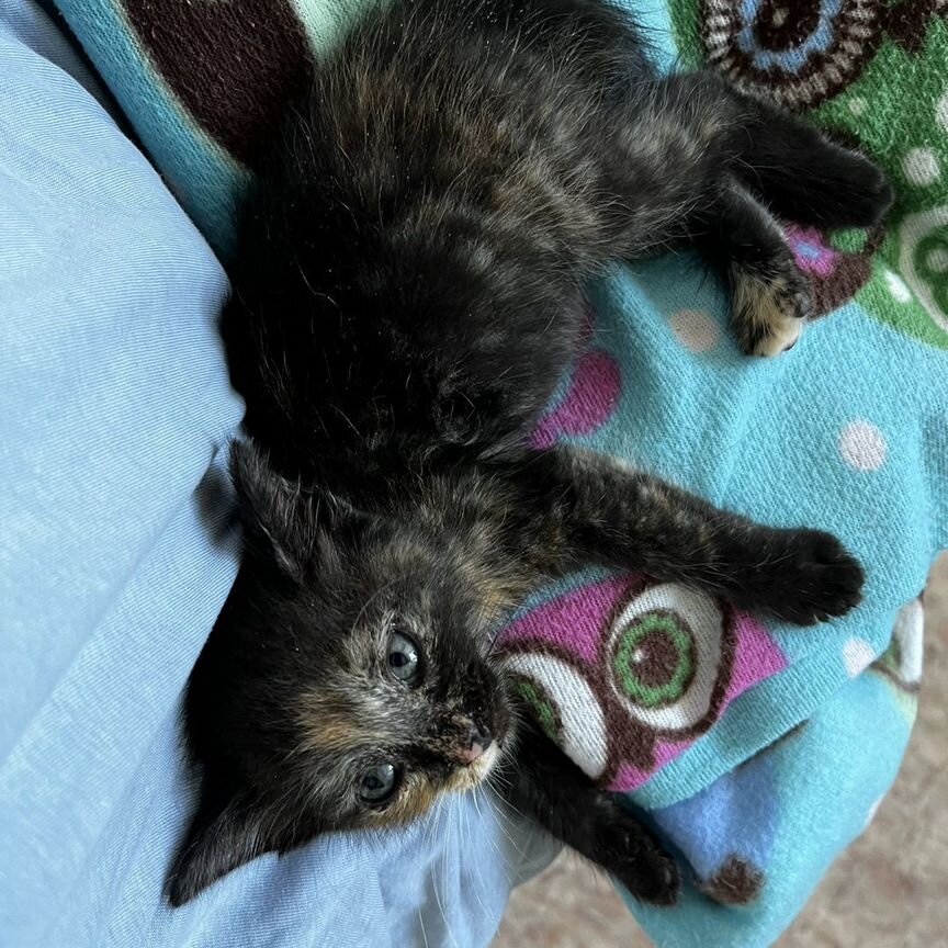Котенок в добрые руки