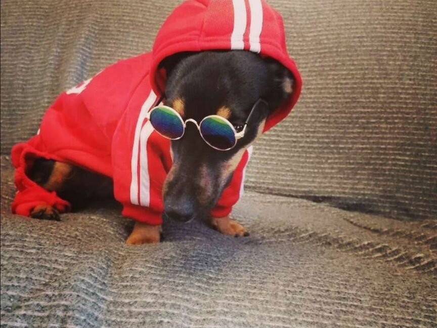 Одежда для собак