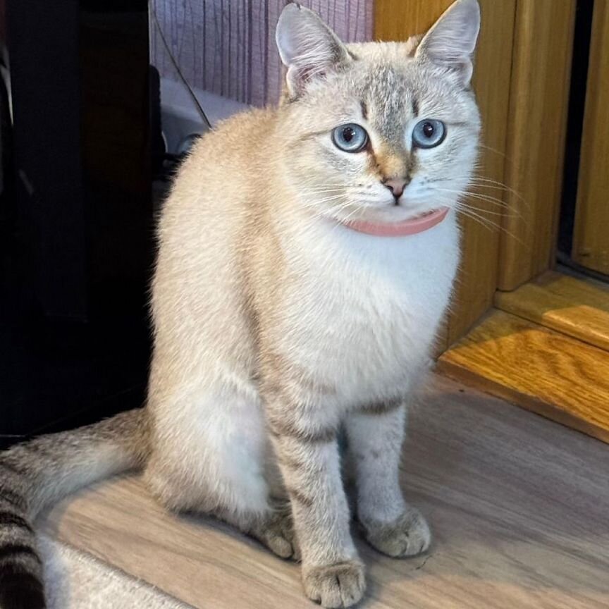 Тайская кошка, взрослая