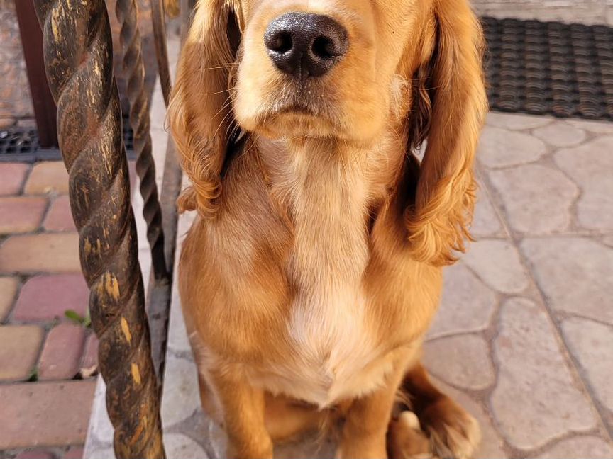 Найдена собака кокер спаниель