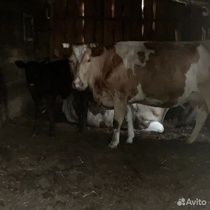 Корова с теленком