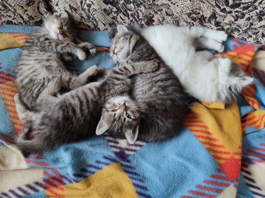 Котята на выбор