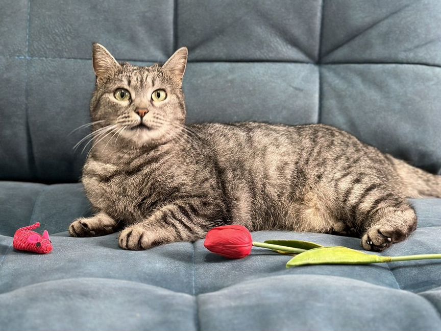Кошка