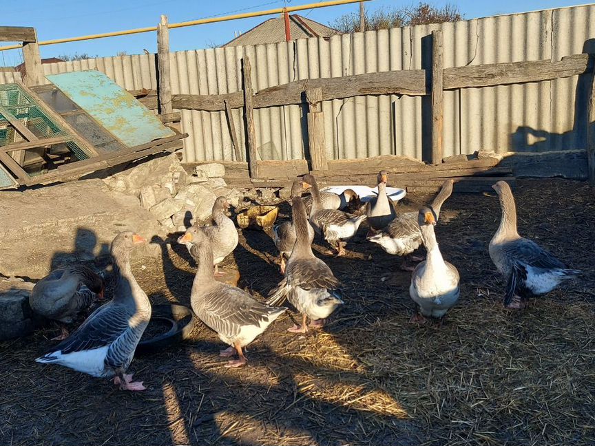 Домашние ути,гуси