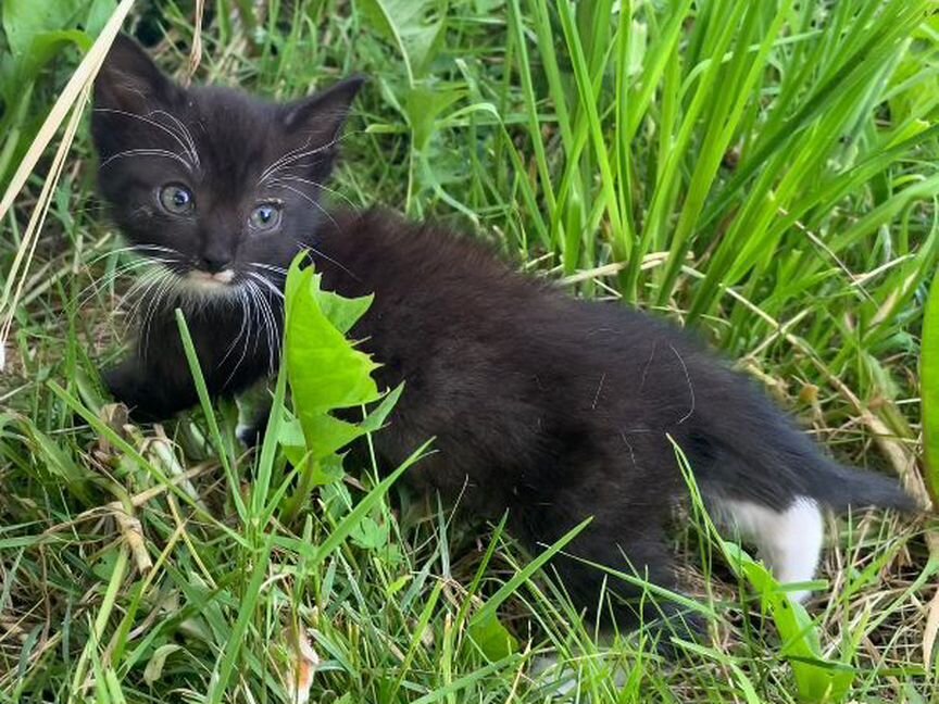 Самая милая маленькая кошечка