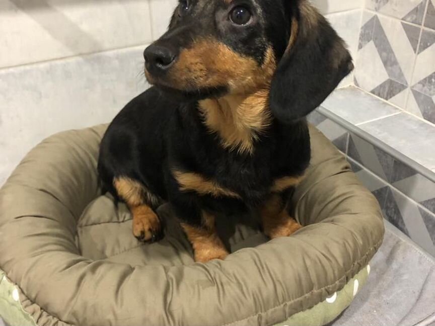 Такса сиротка щенок 2.5 месяца ищет семью