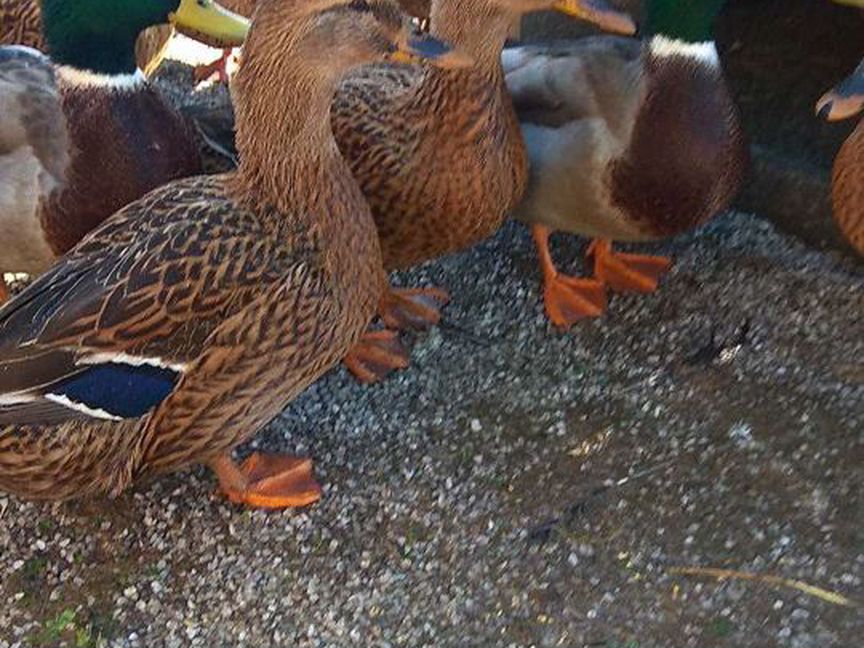 Утка кряква