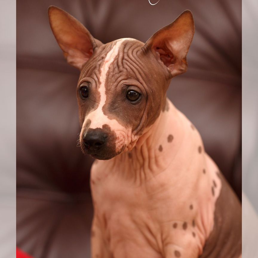 Мальчики американского голого терьера