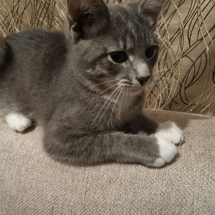 Котик в добрые руки